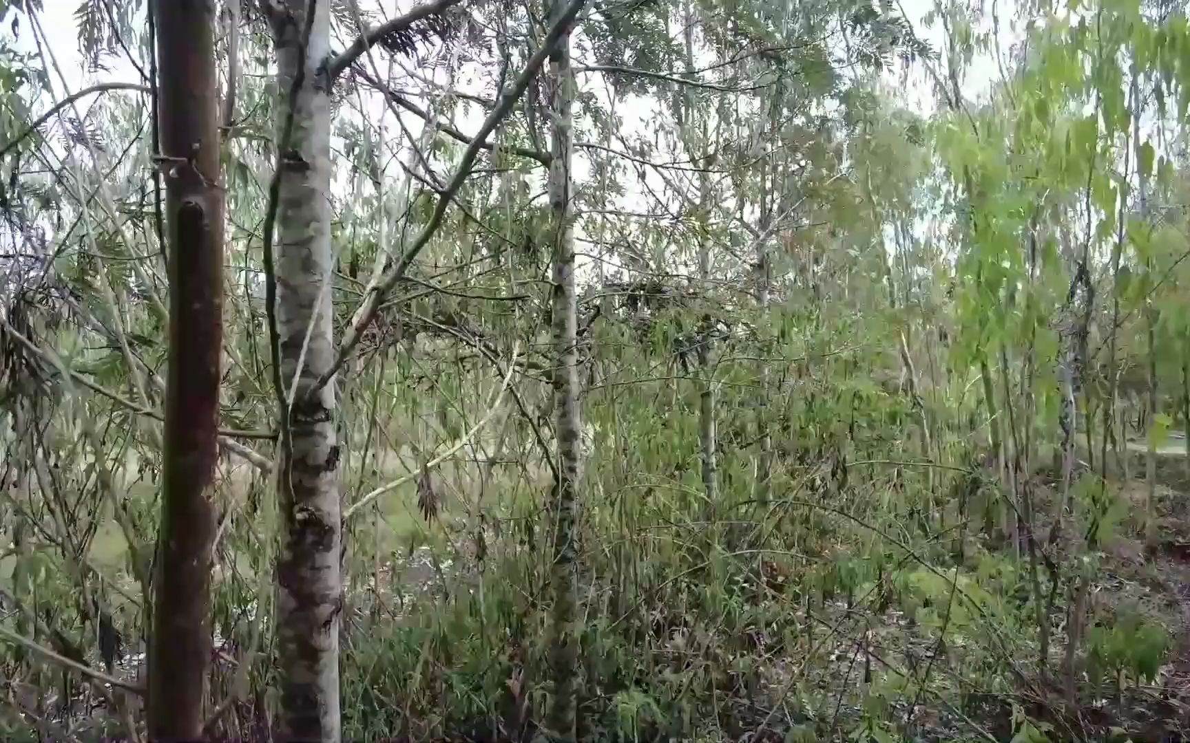 以前是退耕还林,为什么现在却要退林还耕?是粮食不够吃吗?