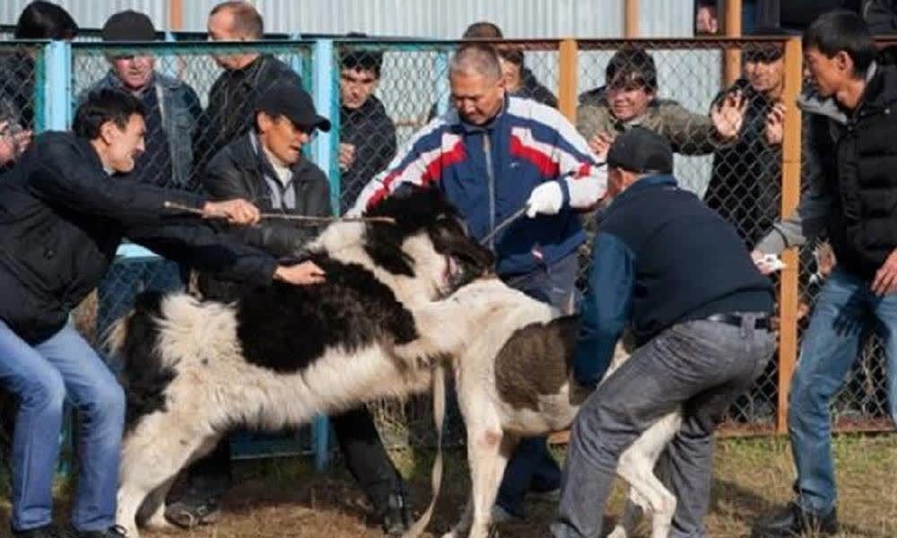 实拍"斗狗",一只狗将另一只狗咬死才算赢!整个比赛毫无人性