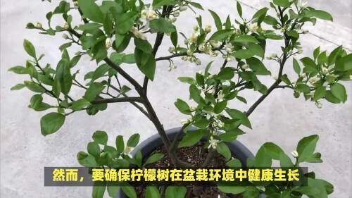 柠檬树盆栽在家有何禁忌?避开4个"误区",开花多,结果多