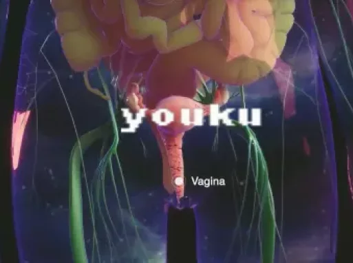 YM0122 女性生殖系统3D三维立体动画医疗医学动态演示视频