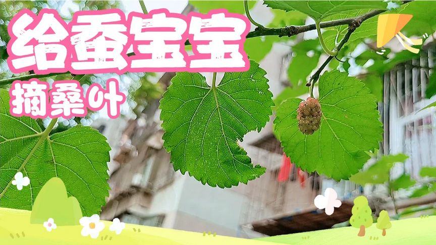 #蚕的一生 蚕宝宝快要把我吃穷了,只能去别的小区给它们找桑叶了