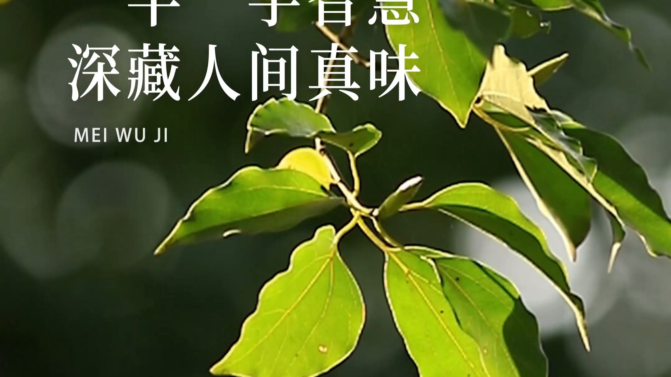 今天是六月最后一天,2025年已经过去一半,“半”字的智慧,藏着人生的...