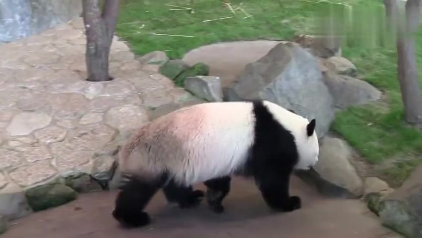 大熊猫的日常,走路的姿势太搞笑