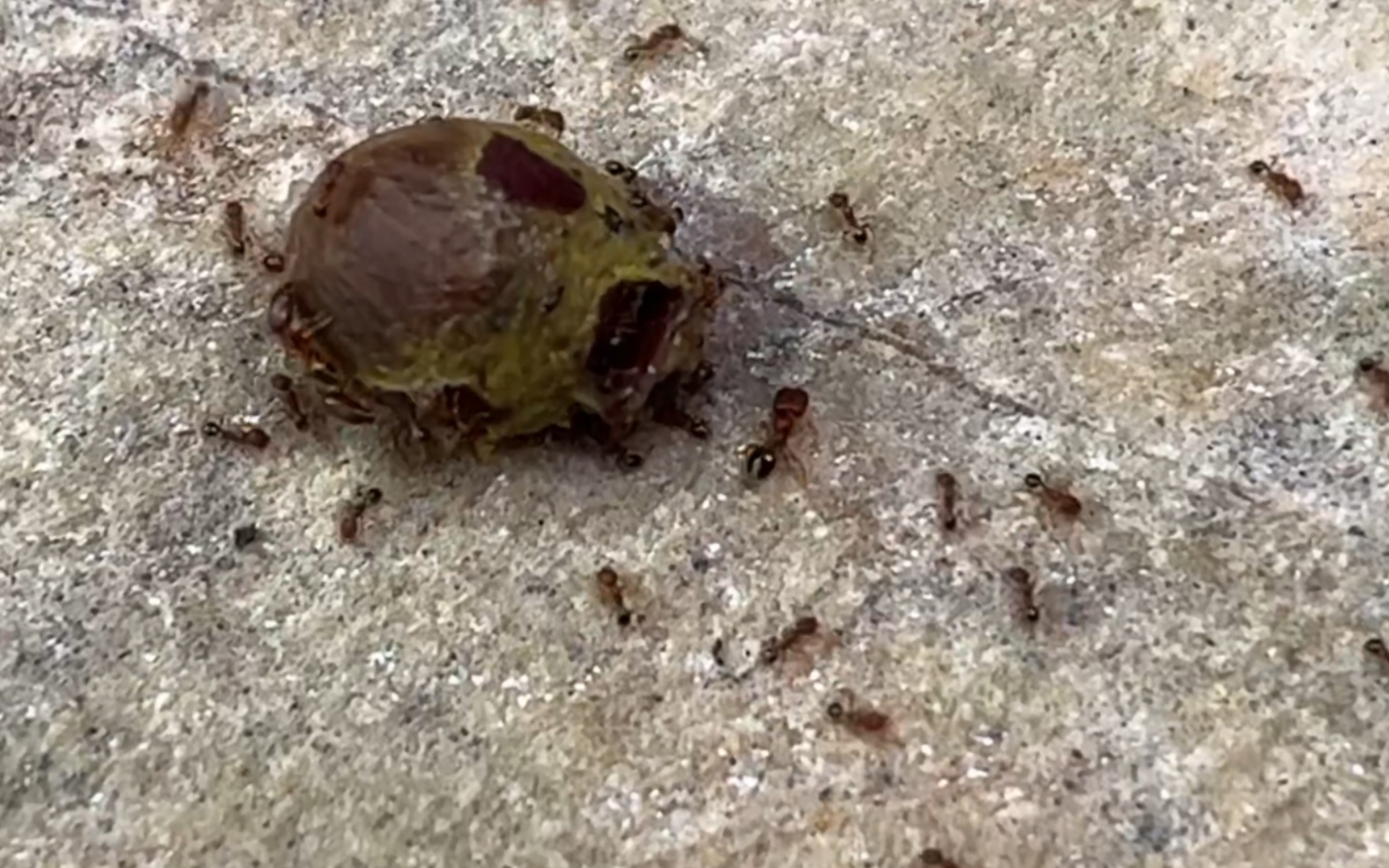 ...蚂蚁 随手拍 日常碎片 城市生物多样性观察日记 我的物候学式人间记录