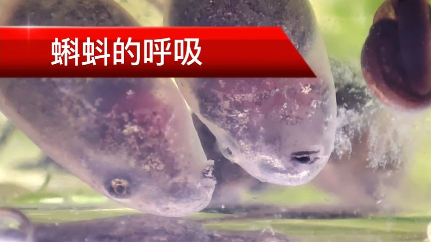 蝌蚪的呼吸,从内鳃、外鳃、长出鳃盖到肺和皮肤,变化非常大