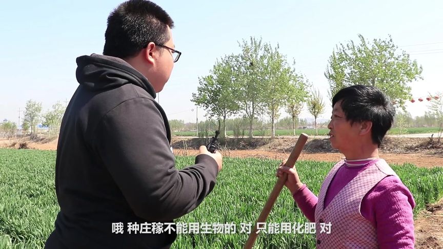 我们一起去看一下麦田里的大姨是怎么种植小麦的