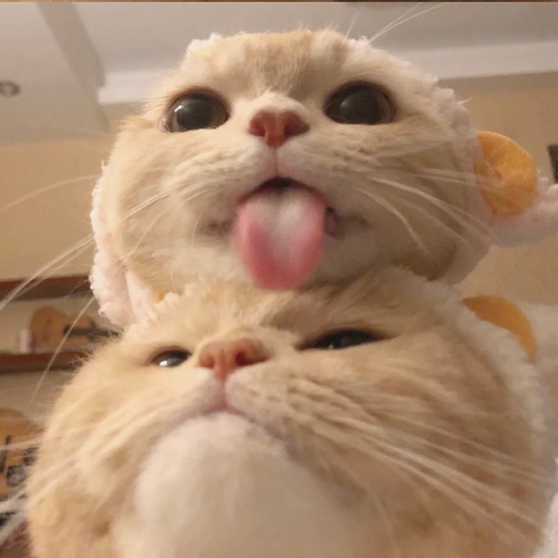 枫哥哥数码科技 