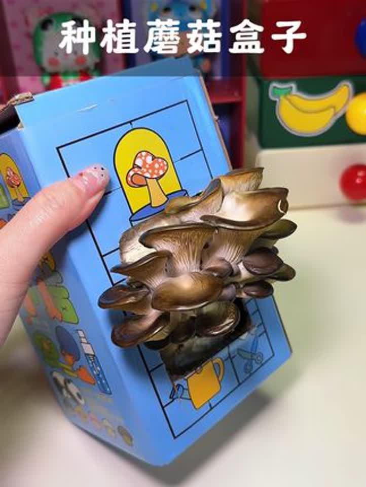 和孩子一起体验种植蘑菇的乐趣,每天观察生长情况,孩子很有成就感,...