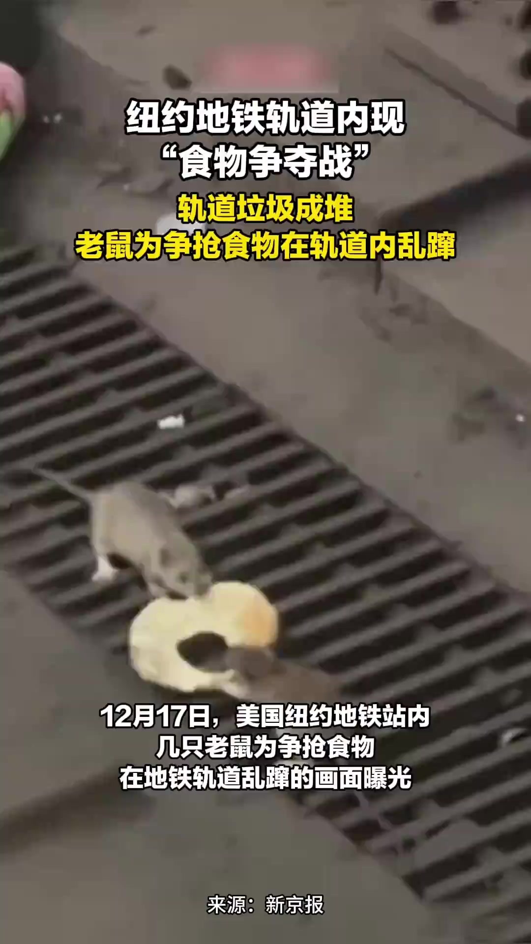 纽约地铁轨道内现"食物争夺战",轨道垃圾成堆,老鼠为争抢食物在轨道...