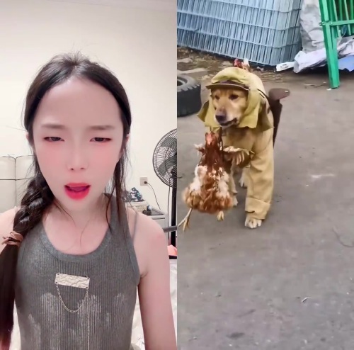 4782. 这条小狗狗也太搞笑了吧