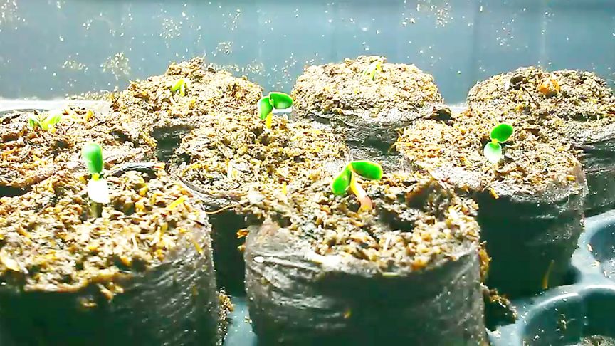 延时拍摄:玫瑰花从生成到绽放的全过程,太自然太神奇了