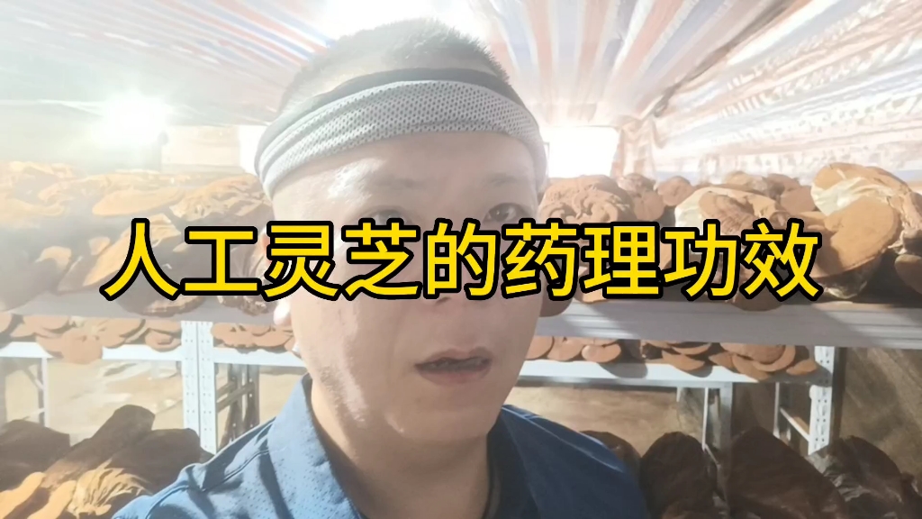 人工灵芝的药理功效