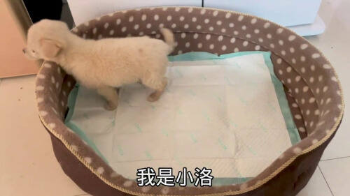 给救助的两只流浪狗治疗细小,几千块换回来两条小生命,终于康复