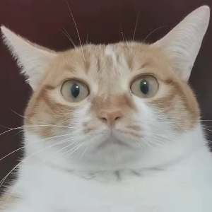 胖黄人 