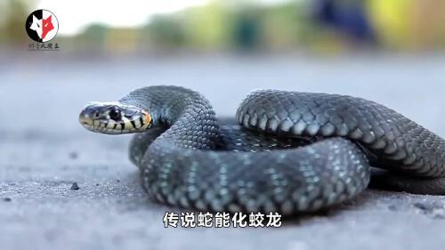 传说蛇能化蛟龙,为何野外很难见到蛇尸体,是化"蛟龙"了吗?
