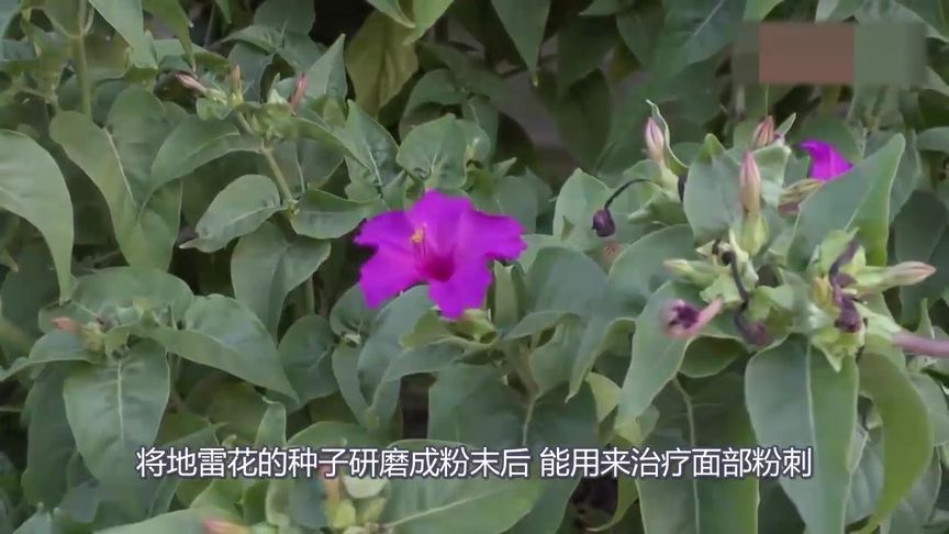 这种花在农村很常见,药用价值非常大,却经常被忽略,你见过吗