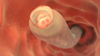 镜头记录女性“受精”全过程,看完让人激动不已!原来怀孕那么难