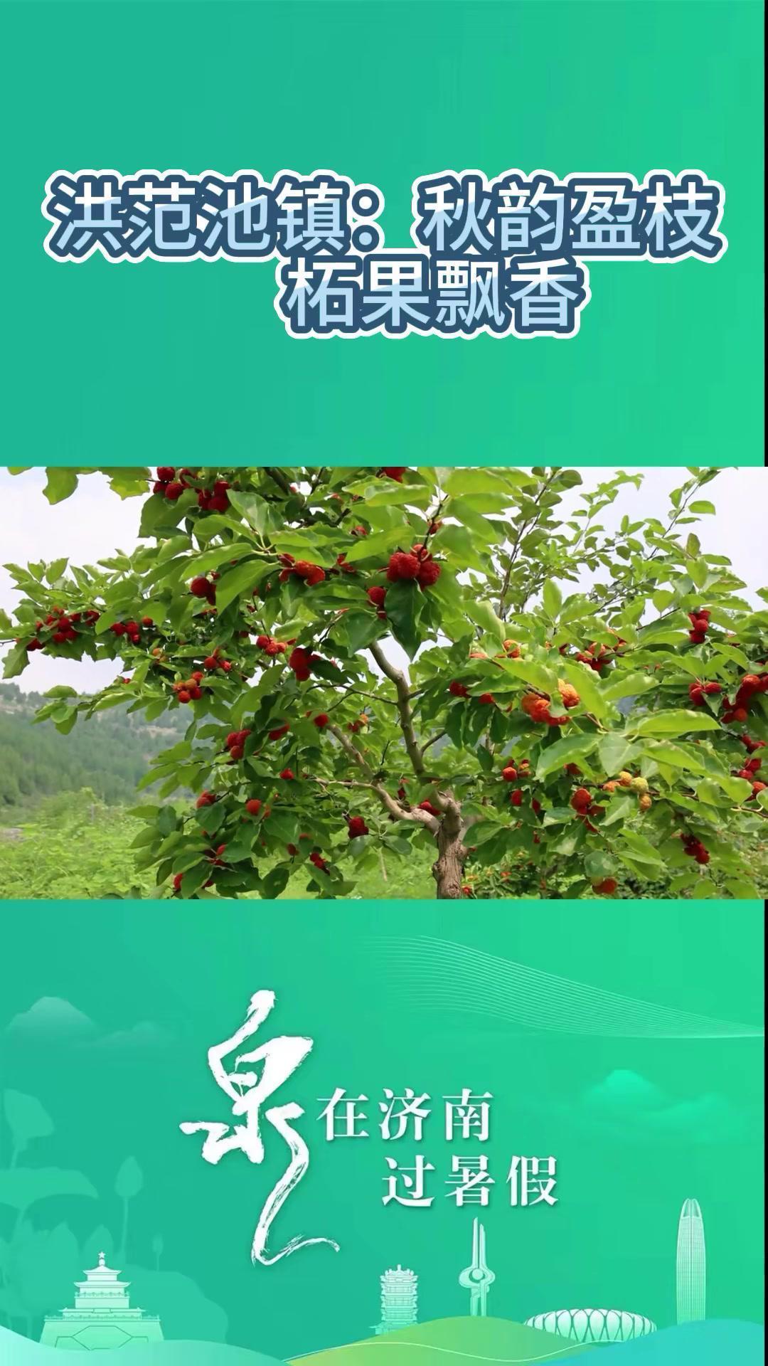 洪范池镇:秋韵盈枝柘果飘香#山东平阴#本地新闻#泉在济南过暑假#洪...