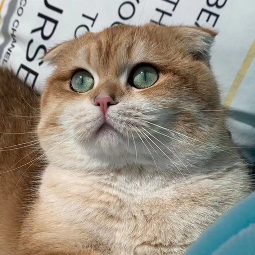 简绘汤圆 