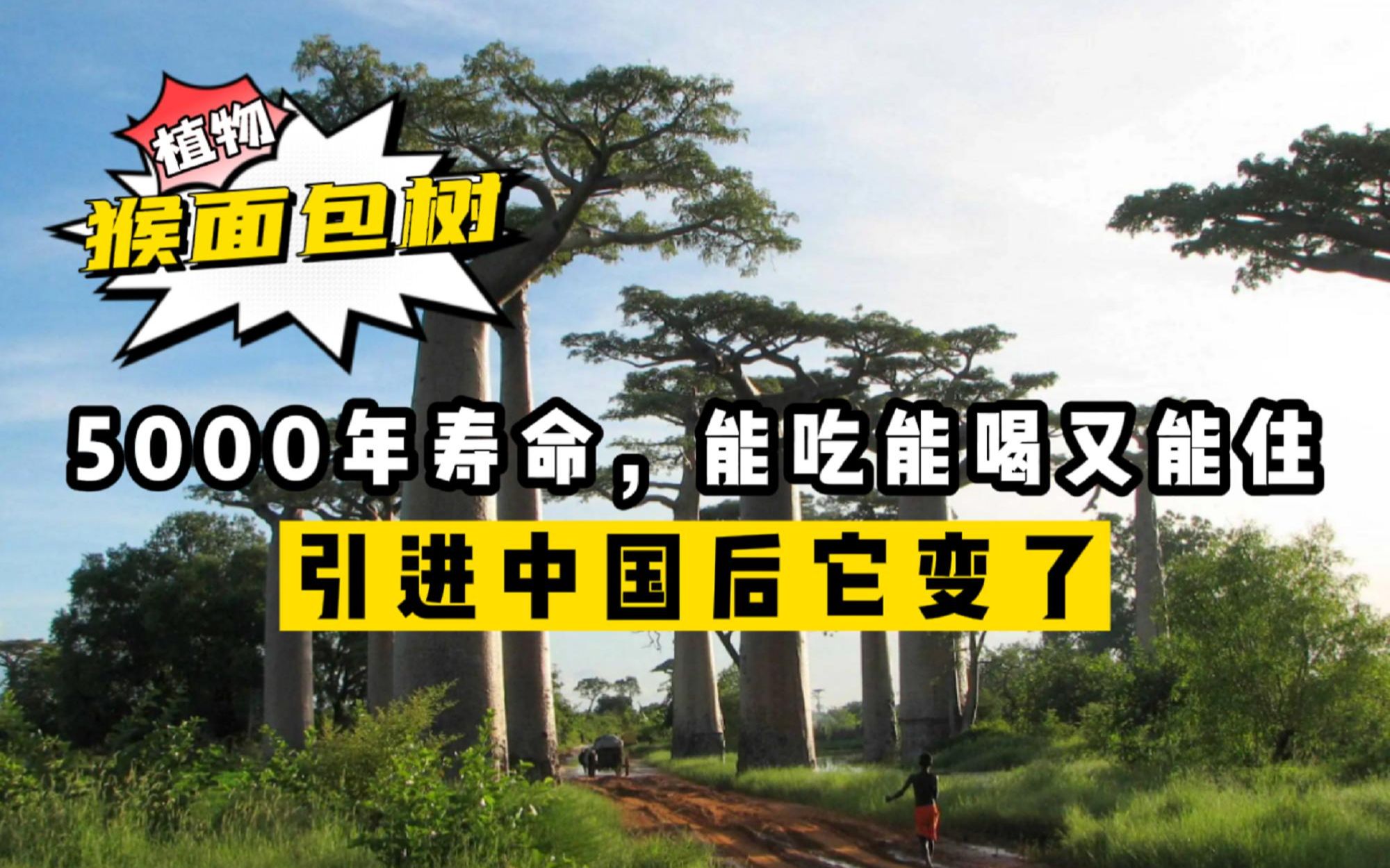 猴面包树寿命可达5000年,能吃能喝还能住,引入中国后却大变样?
