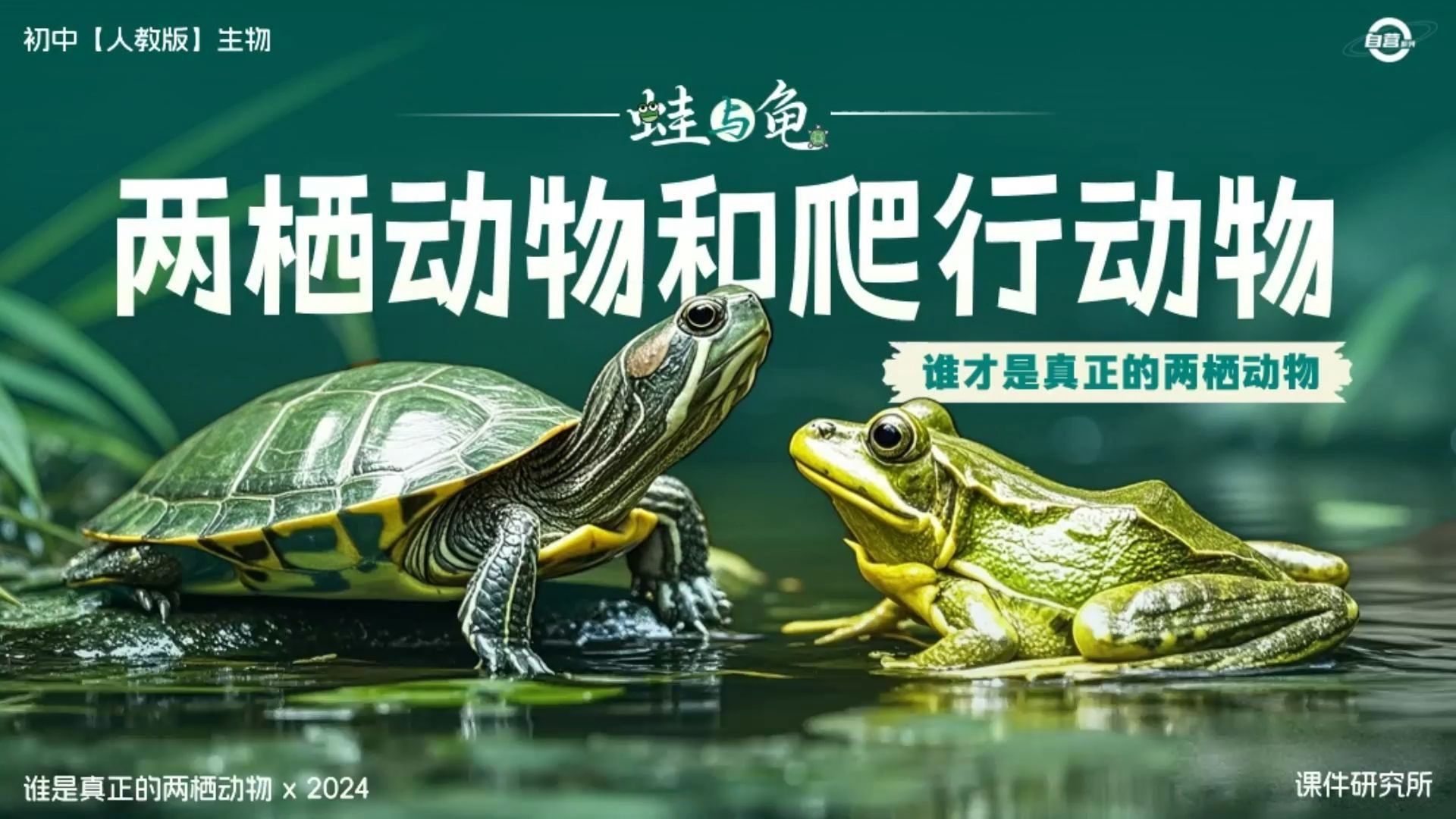 人教七上新教材《两栖动物和爬行动物》