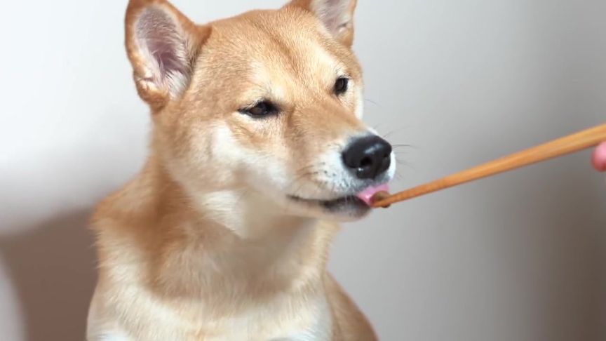 主人用筷子喂狗狗吃食物,太萌了,网友:生活要有仪式感