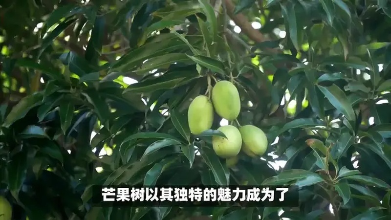 芒果树的生长环境和条件