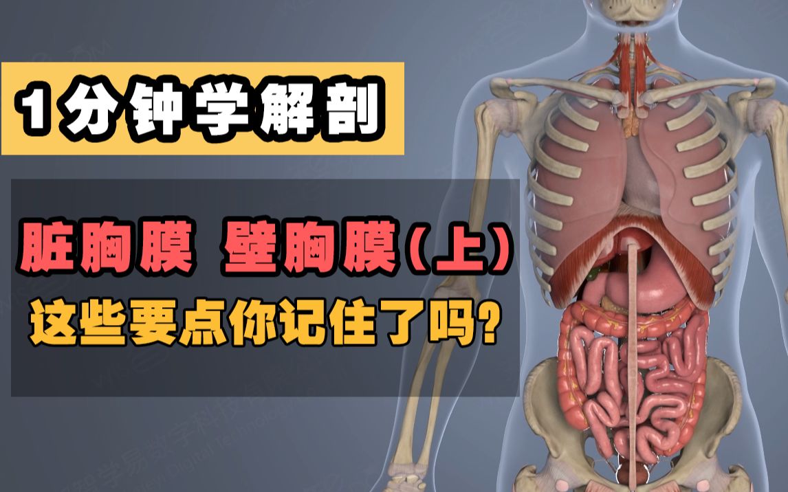 【1分钟学解剖】呼吸系统 胸膜的分部(上)脏胸膜、壁胸膜,假期每日一...