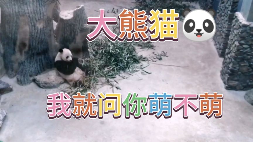 大熊猫是猫科动物了还是熊科动物了?