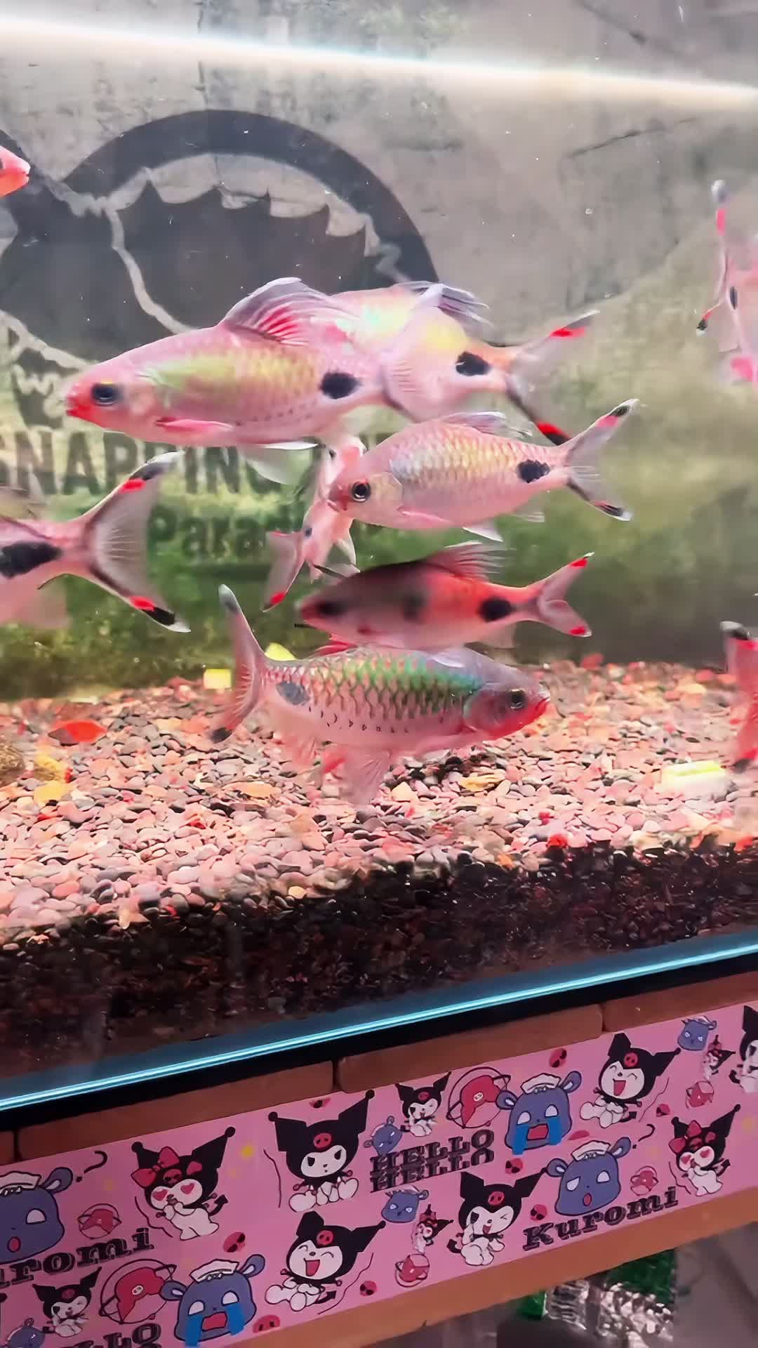 定期给鱼缸加硝化细菌,可以净化水质,调理水质状态,去腥除臭,让鱼缸...