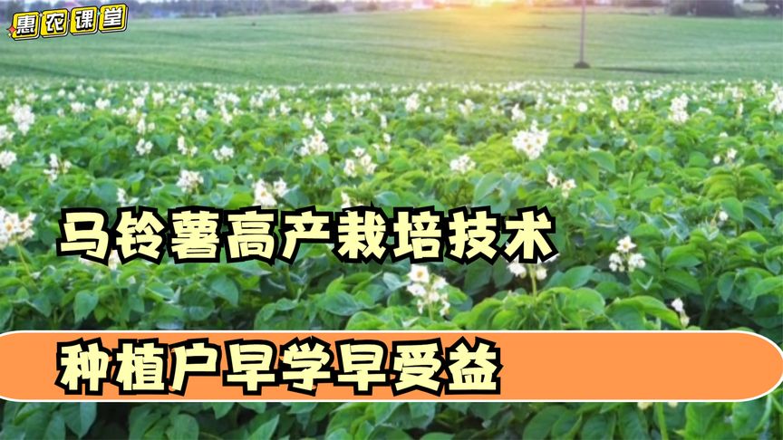 马铃薯高产栽培技术,种植户早学早受益,了解这些技术知识不吃亏