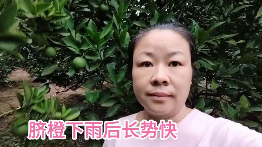 建房的空闲,顺便管理下橙园,下雨后橙子长势比较快