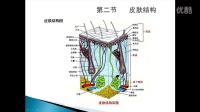 管理皮肤的衰老——真皮层