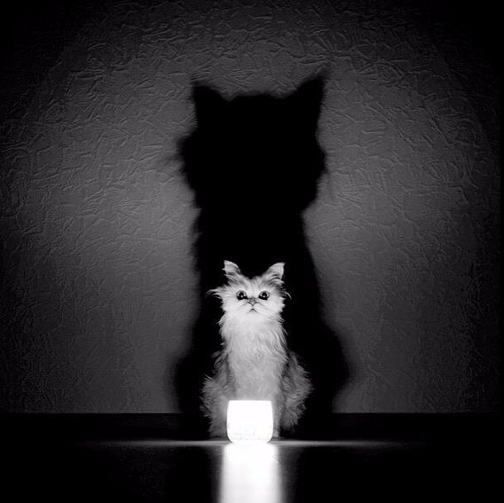肚兜猫喵喵喵 