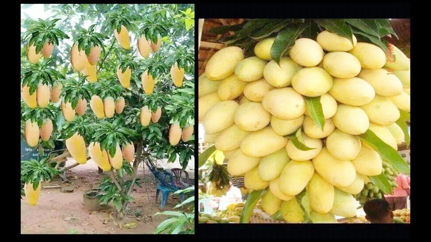 一个芒果盆栽种植如此简单?以后不买芒果了