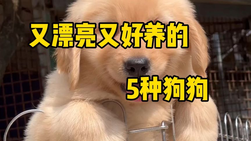 城市家庭适合养的又漂亮又好养的狗狗