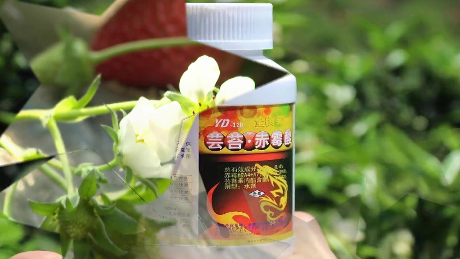 草莓种植技术——如何让草莓持续开花结果?草莓只开花不结果,怎么办?