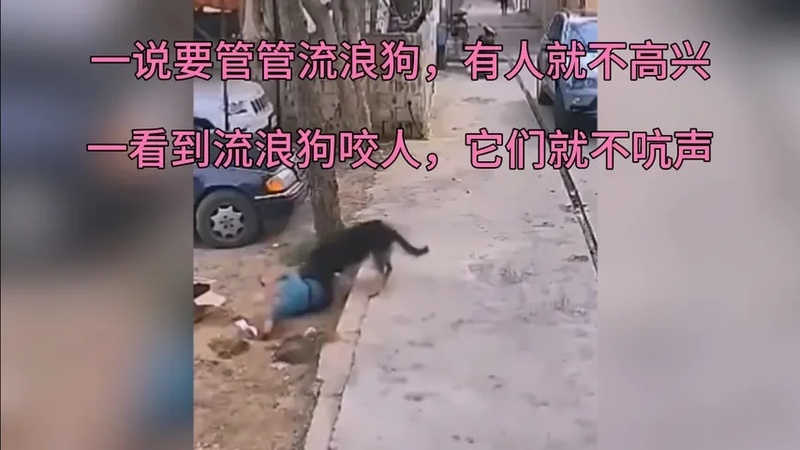 一说要管流浪狗,有人就不高兴,一看到流浪狗咬人,它们就不吭声
