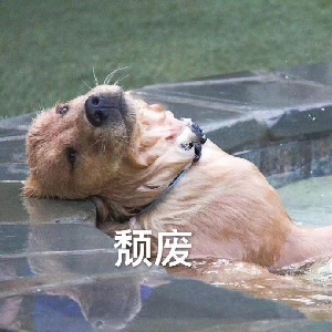 皮皮没皮 