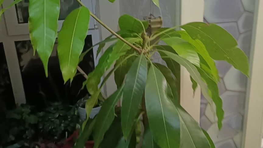 甘肃临夏室内盆栽种得一颗芒果树,今天发现小白点,这是怎么呢?