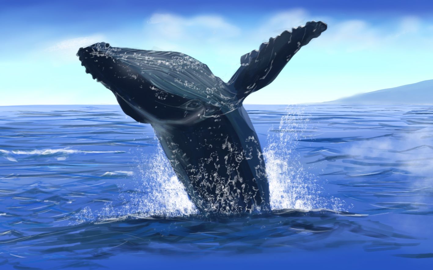 【PS绘画教程】速涂一张座头鲸,新手教程