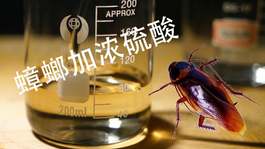 浓硫酸的巨大威力—蟑螂死不瞑目.