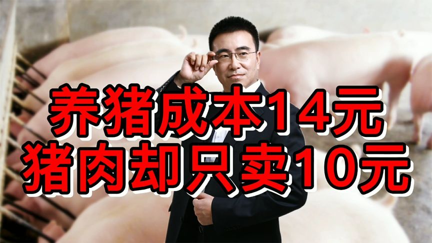 养猪成本14元1斤,猪肉却跌到13元1斤,农民养猪利润从何而来?