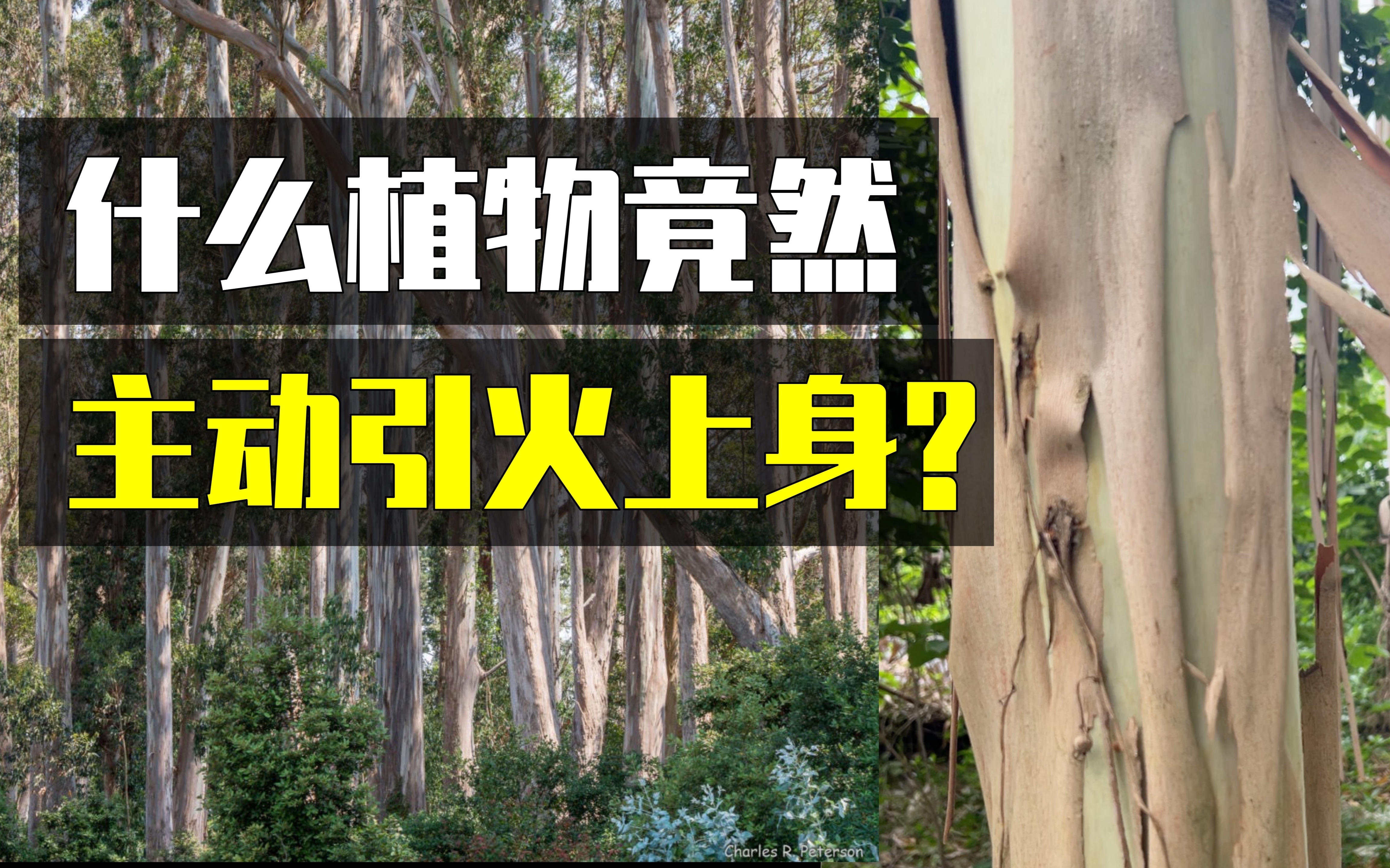 为了生存下去,这些植物的方式超乎想象