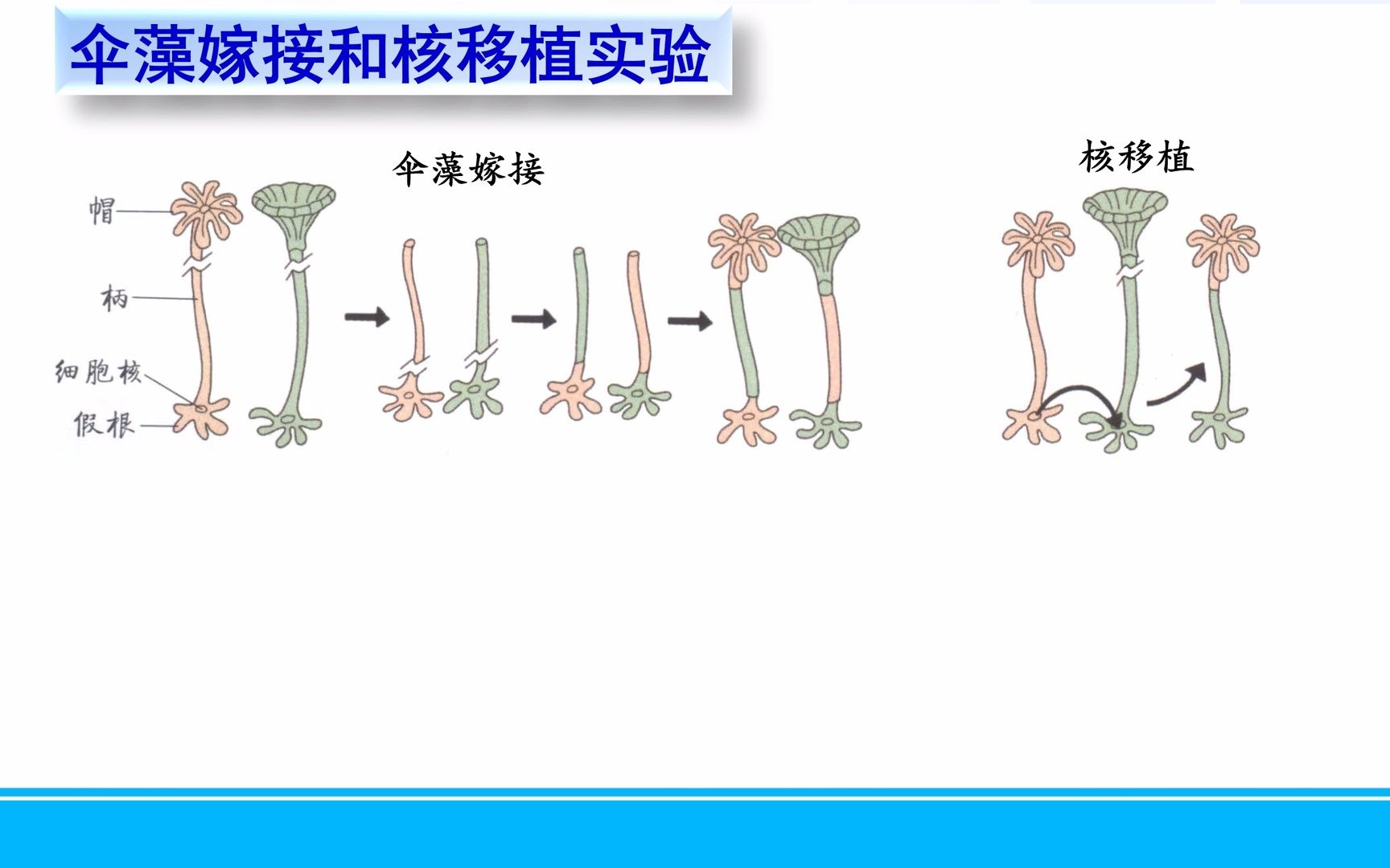 高中生物一轮复习微课2.7.21伞藻嫁接和核移植实验