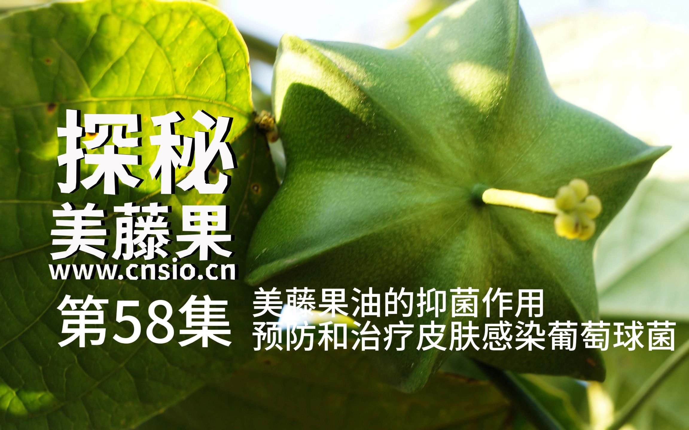 《探秘美藤果》第58集:美藤果油的抑菌作用预防和治疗皮肤感染葡萄...