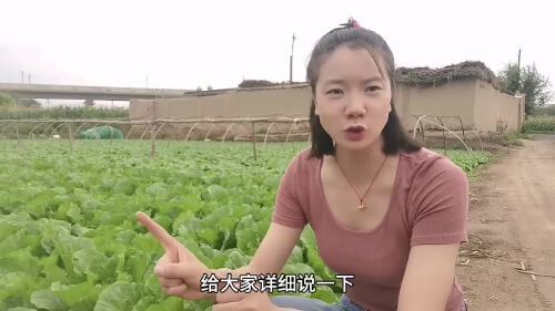 白菜莲座期的5项管理,缺一不可,产量轻松提高几百斤