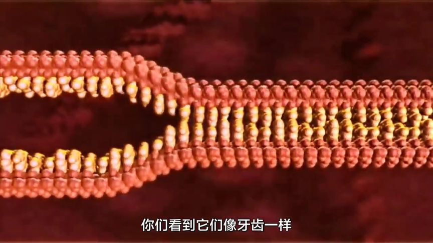 TED:动画里的细胞世界