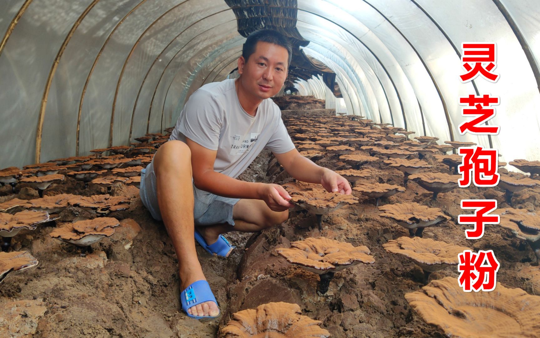 几十亩的灵芝长势喜人,老板为啥却高兴不起来?这孢子粉好可惜