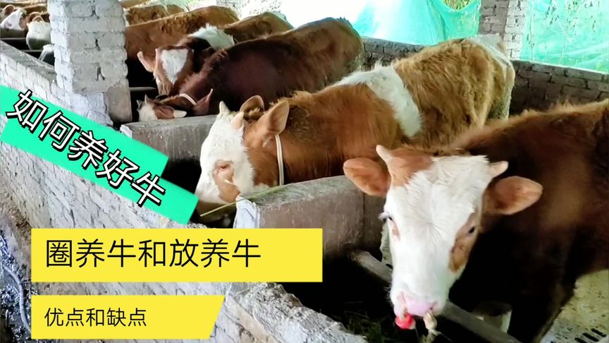 圈养牛和放养的优缺点,圈养3年出三栏,放养3年出两栏,哪个划算